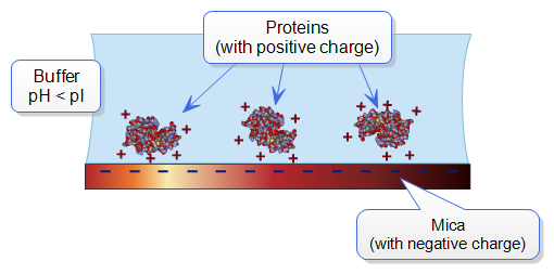 Lysozyme on Mica—A Model Procedure for Protein Binding